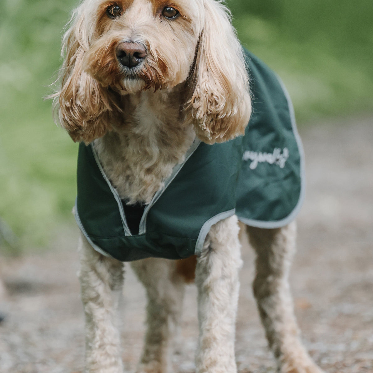 Drywalks | Waterproof Fleece Lined Dog Coat | Green & Reflective