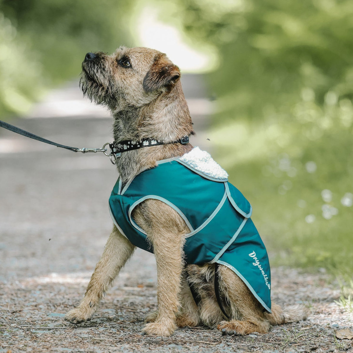 Waterproof Dog Coat | Teal – Drywalks